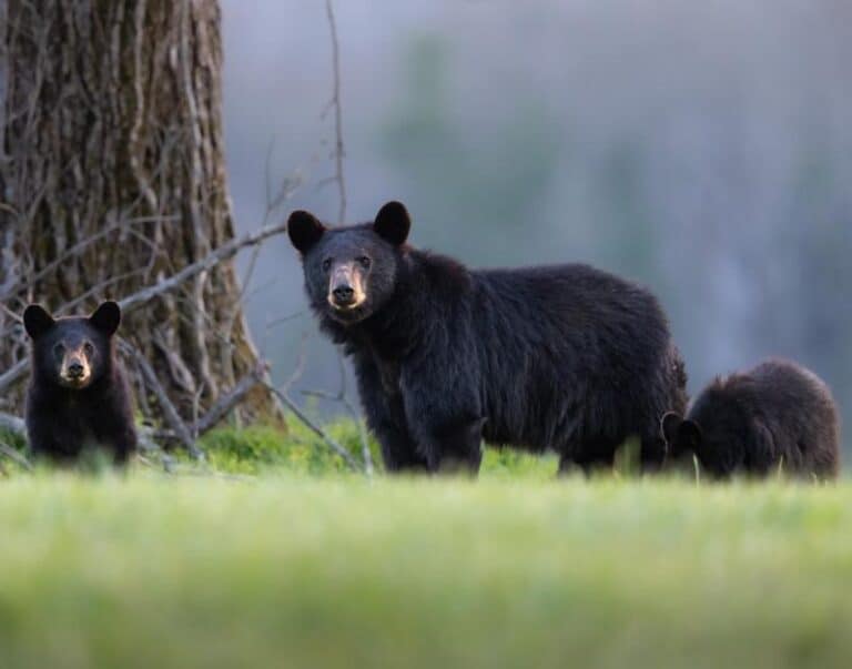 11 Common Animals in the Great Smoky Mountains