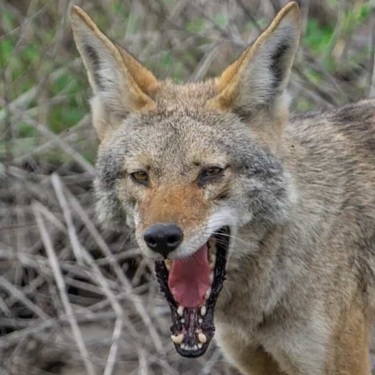 11 Common Animals in the Great Smoky Mountains